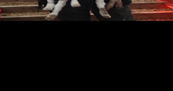 Courtney Wade True to Crabtree roots as ag teacher | Lifestyles ...