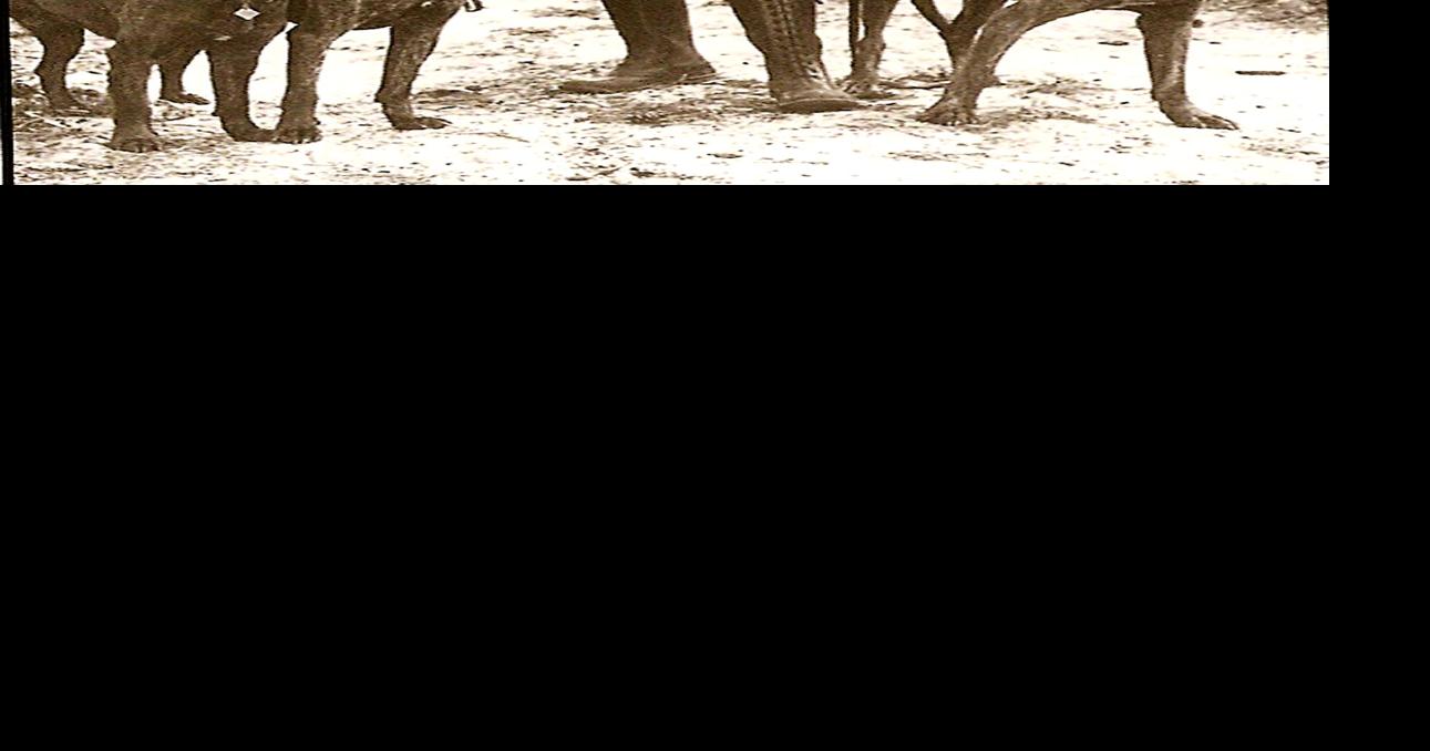 Official state dog is the Plott Hound, but what would the "alternative ...