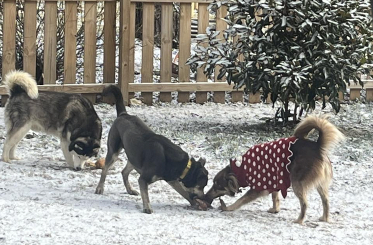 PHOTO GALLERY: Snow falls across Haywood County | News | themountaineer.com