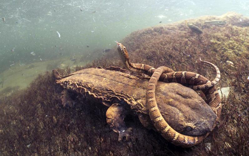 'Hidden Rivers' film premieres in Haywood | Outdoors | themountaineer.com