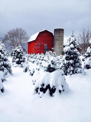 Robbie Hunt welcomes guests to hunt for the perfect Christmas tree ...