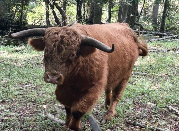 Farm in Fines Creek offers rejuvenation to those searching | News ...