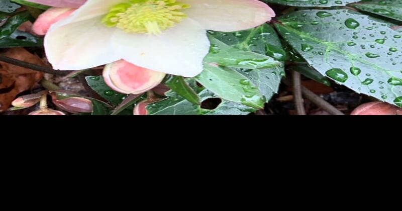 Learn to Grow: Helleborus, a plant for all seasons | Outdoors ...