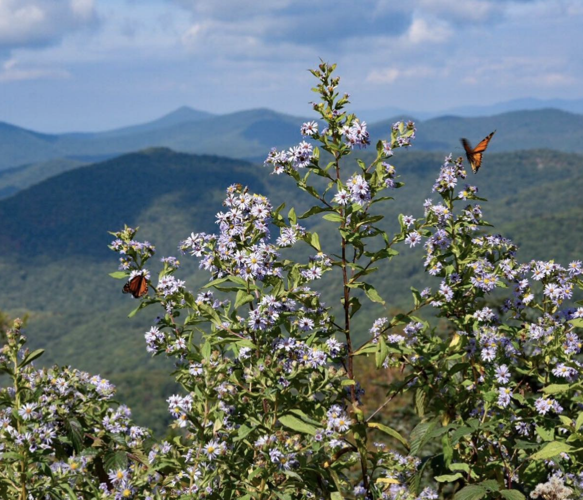 Where to catch the monarch migration in Haywood County | Outdoors ...