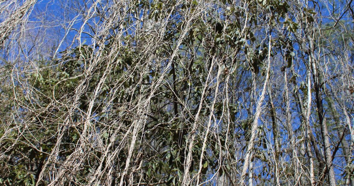 Partners tackle kudzu and other invasive plants in national forest ...