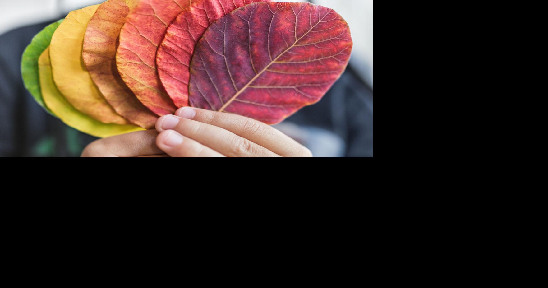 Delve into fall leaves with kids library program | Outdoors ...