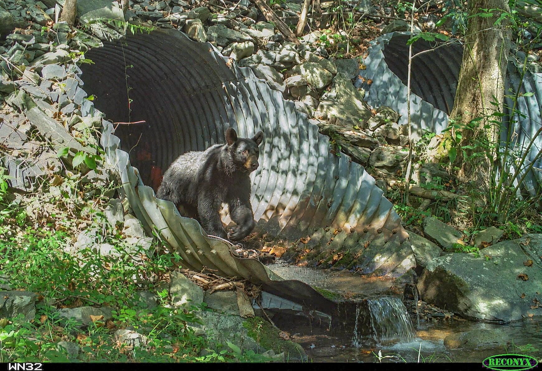 Wildlife advocates win favor for safe passage in I-40 rebuild | Columns ...