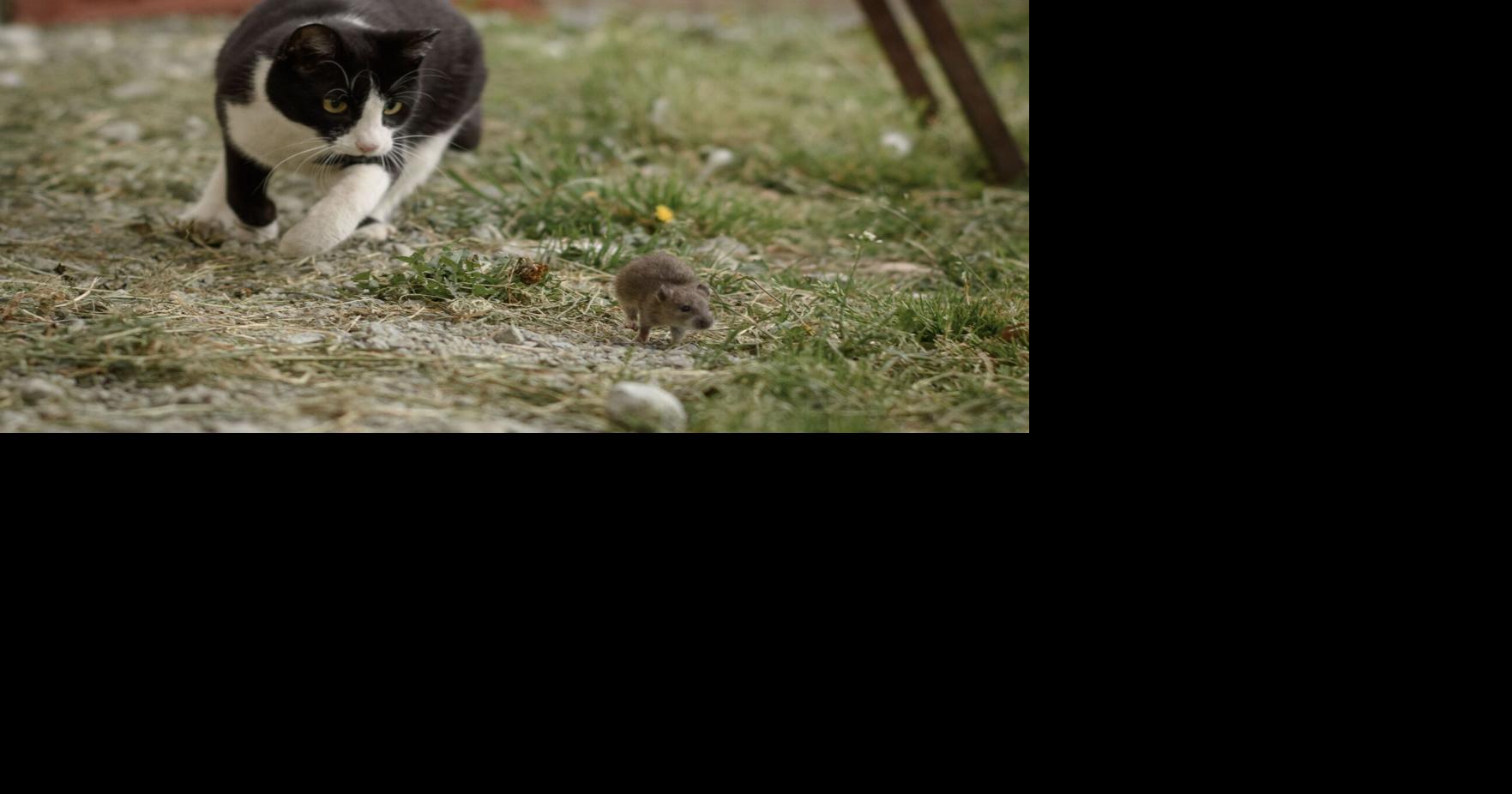 Need help with rodent control? Adopt a barn cat for $5 | Life ...