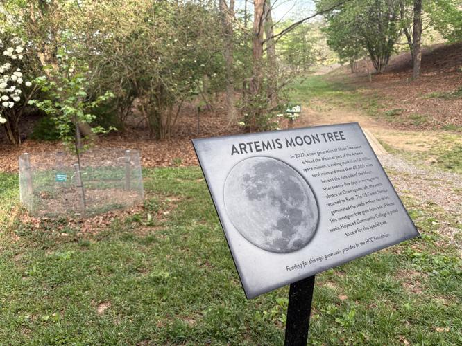 HCC's two moon trees growing strong: seeds from space, 50 years apart ...