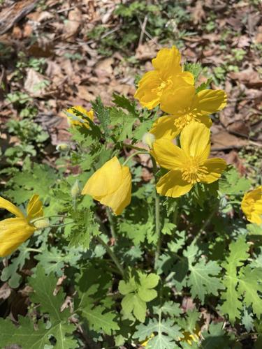 In Bloom: Discover native gardens on a wildflower walk | News ...
