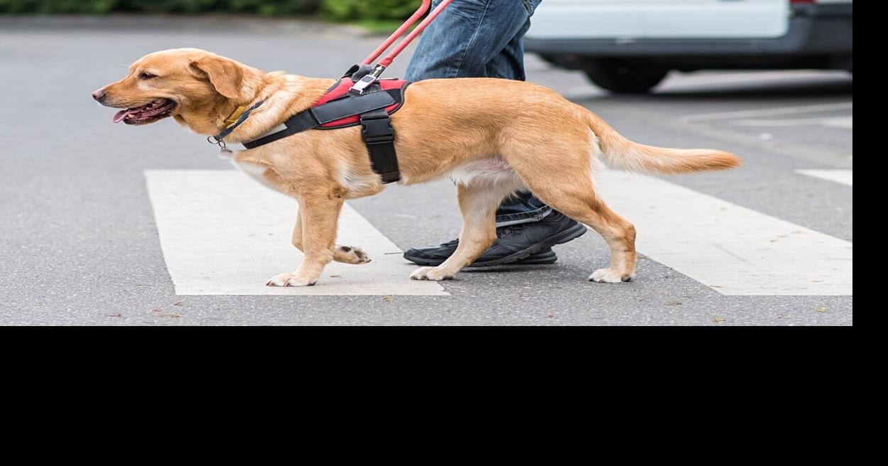 The different types of service dogs | Health | themountaineer.com