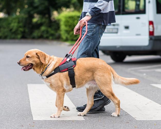 The different types of service dogs | Health | themountaineer.com