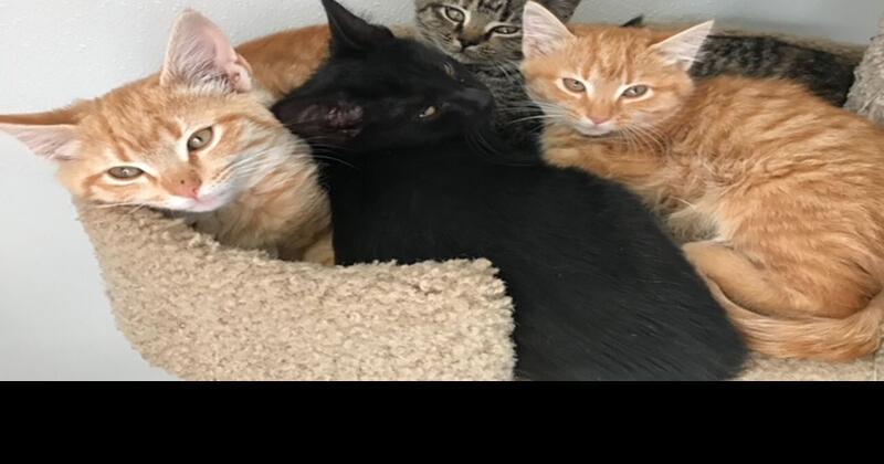 Find a ‘purrfect mate’ at FUR’s Valentine’s Adoption Day | Life ...