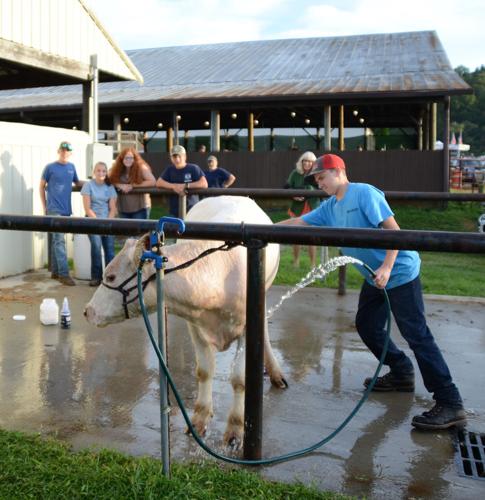 Hooves, fur and feathers: livestock shows at the fair ...
