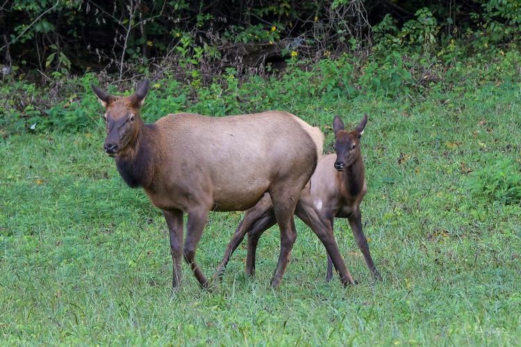 Finding their way home: 25th anniversary of elk reintroduction in the ...