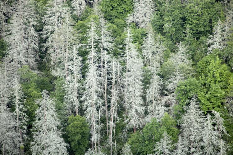 Meet the hemlocks and learn how to save them on guided walk at Lake ...