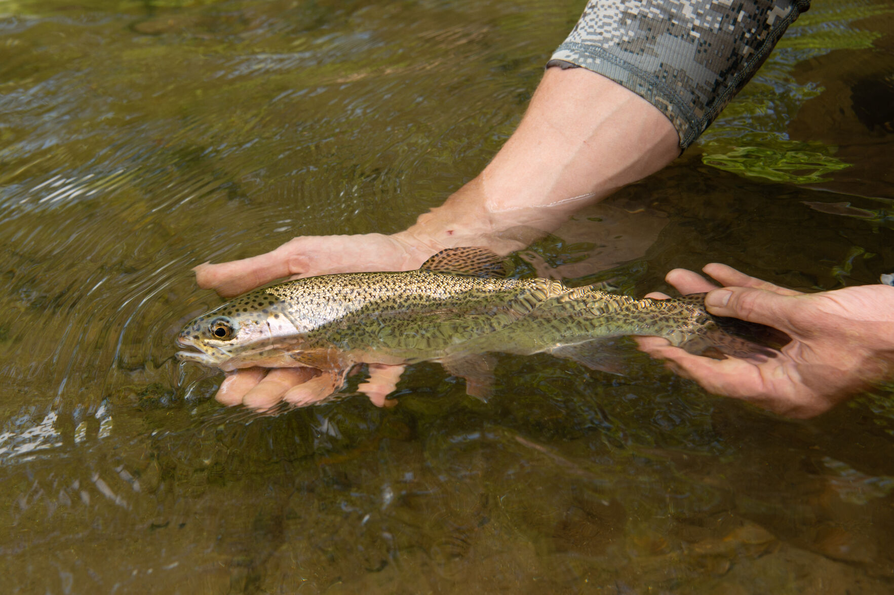 Landing the big one: rise in trout fishing supports outdoor economy ...