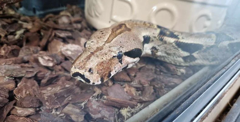 Shelter’s longest staying snake still looking for home | National ...