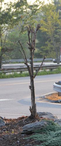 Learn to properly prune shrubs, shade trees | Life | themountaineer.com