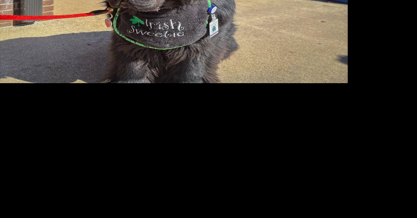 Therapy dog Maverick joins HRMC volunteer program | Life ...