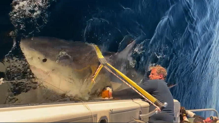 Biggest great white shark ever recorded surfaces off New Jersey ...