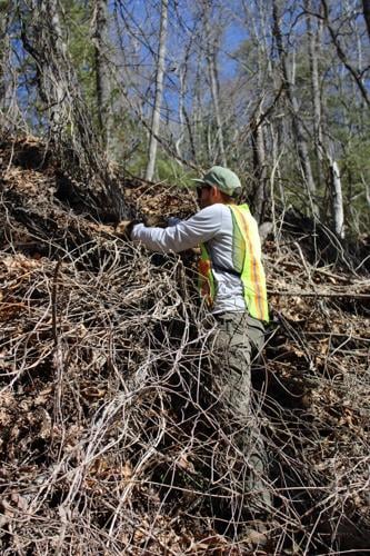 Partners tackle kudzu and other invasive plants in national forest ...