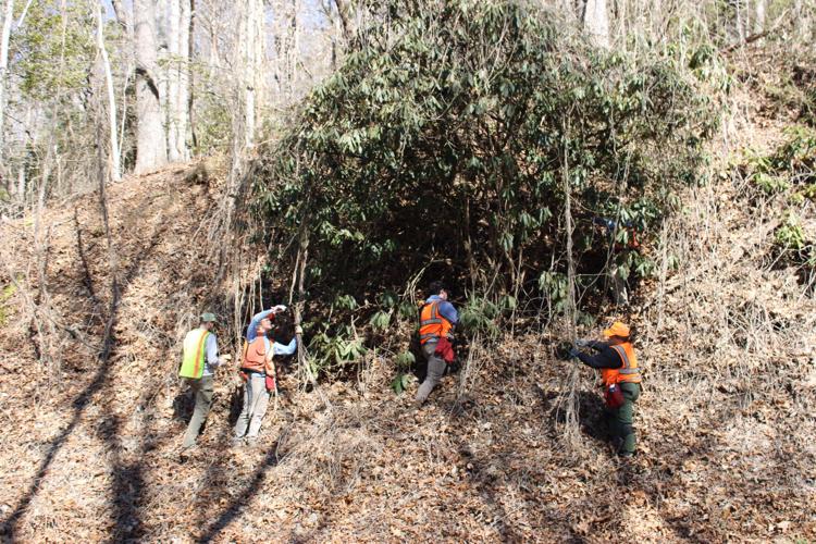 Partners tackle kudzu and other invasive plants in national forest ...