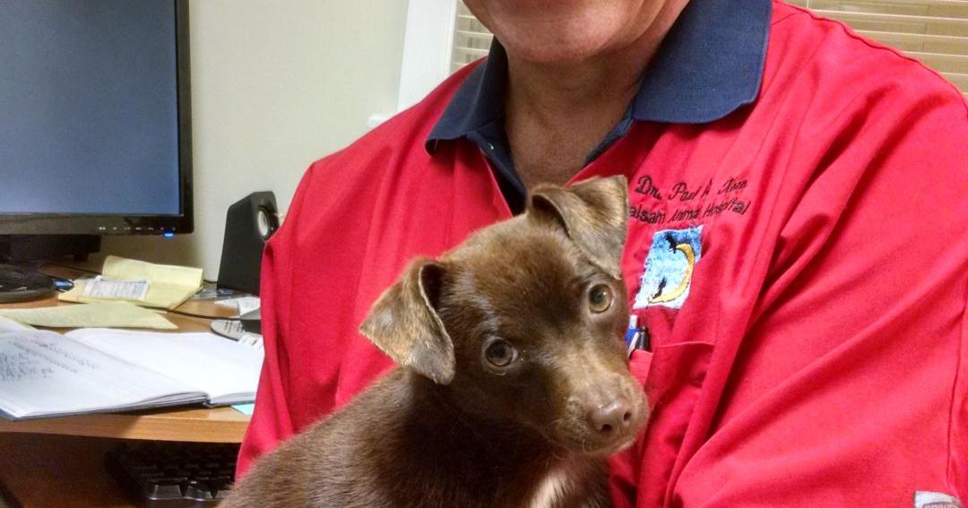 Balsam Animal Hospital celebrates 30 years June 25 | Business ...