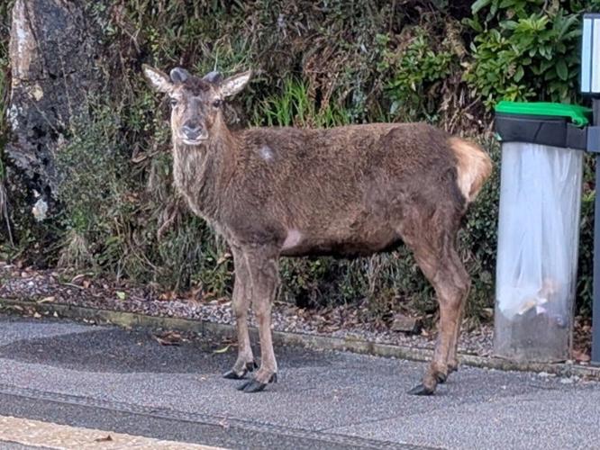 Deer snapped at train station made famous by Harry Potter | National ...