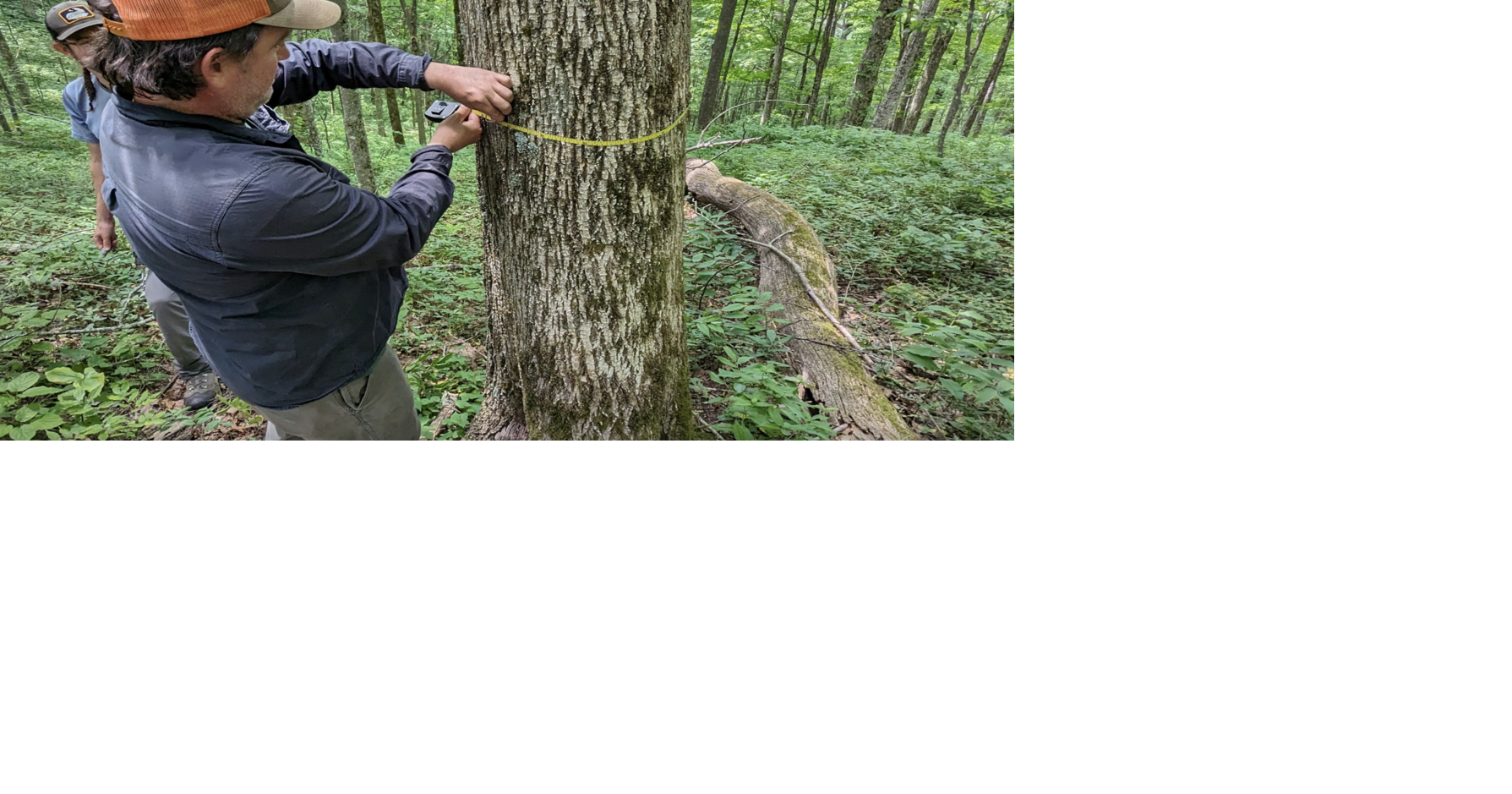 Racing to save white ash trees from extinction in WNC mountains ...