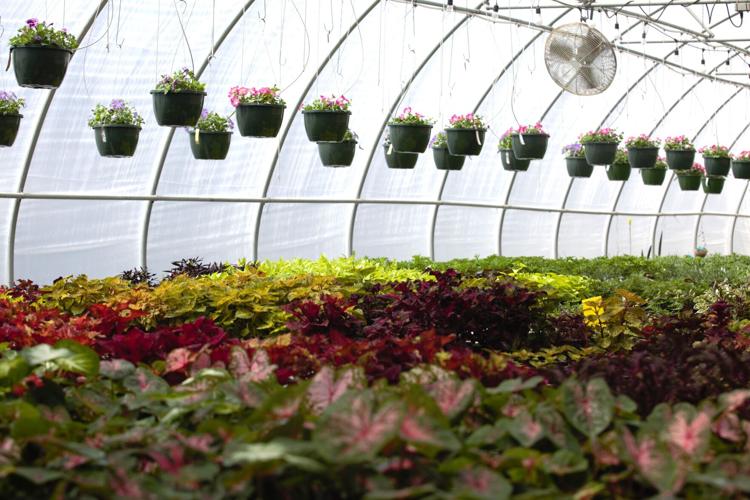 Lake Junaluska spring plant sale offers new plant varieties, native ...