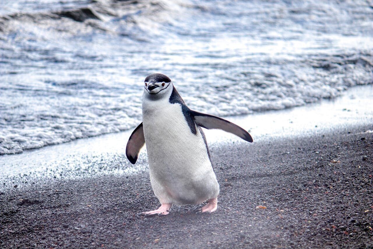Ice or snow? Officials say you should walk like a penguin | National ...