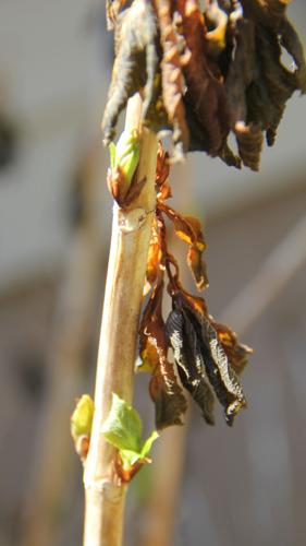 Hydrangeas may come through frost unscathed | Outdoors | themountaineer.com