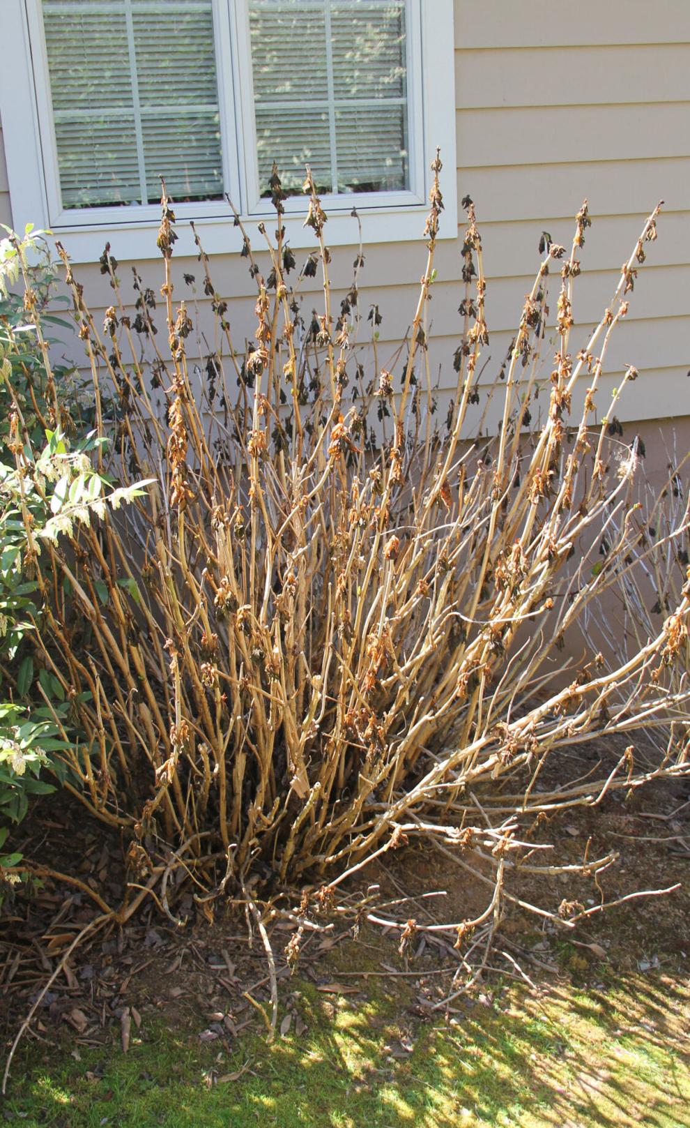 Hydrangeas may come through frost unscathed | Outdoors | themountaineer.com