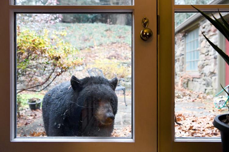 Urban bear sightings on the rise | News | themountaineer.com