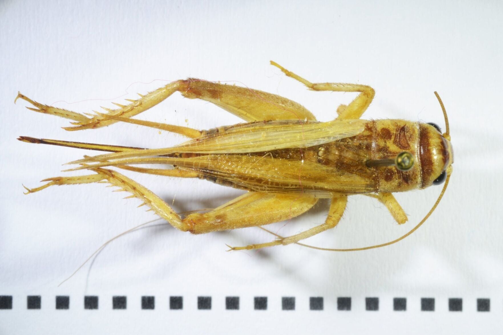 Research reveals early Europeans ate creepy crawlies regularly ...
