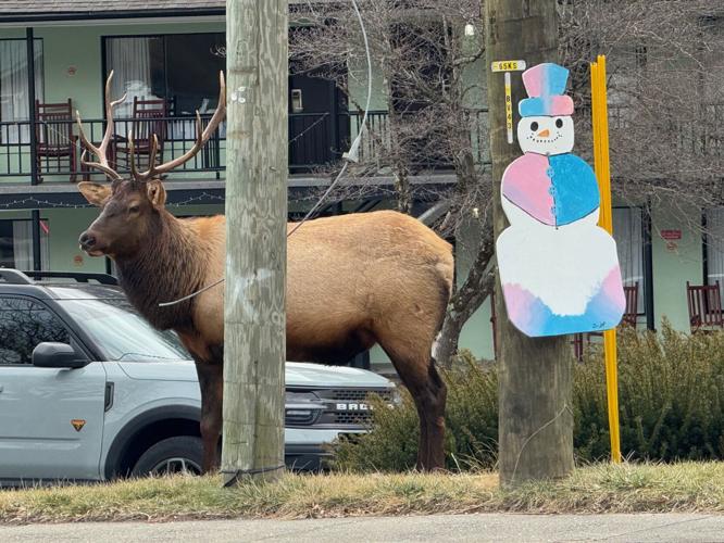 Maggie Valley elk don't look both ways, | News | themountaineer.com