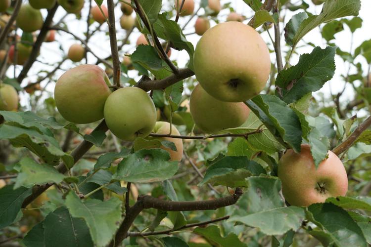 Canton orchard finds grant money for new product | Business ...