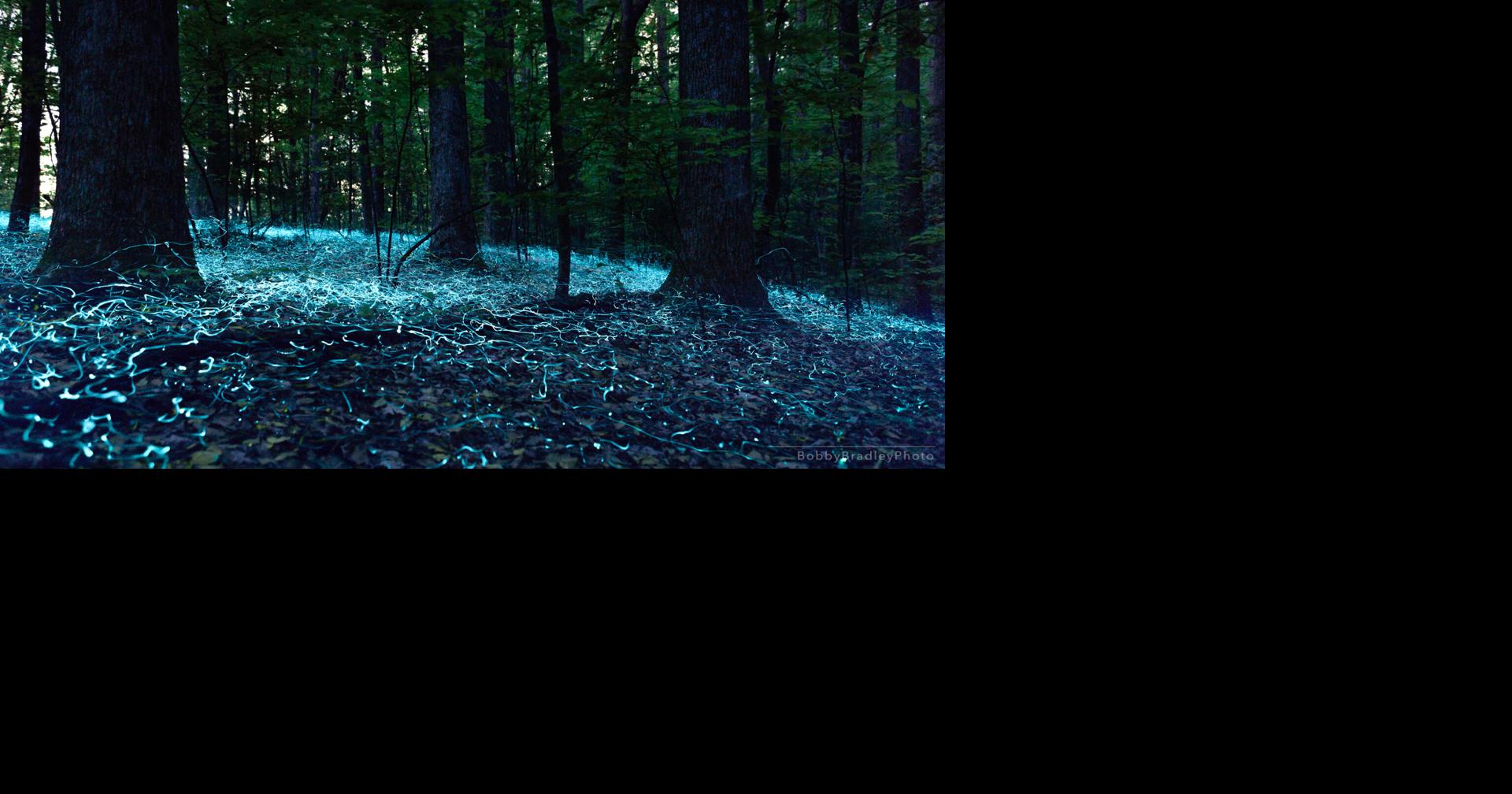 Blue ghost fireflies electrify the dusk | Outdoors | themountaineer.com