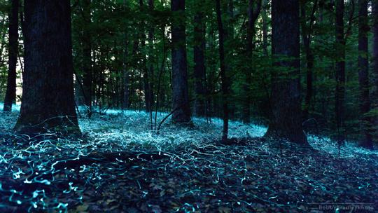 Blue ghost fireflies electrify the dusk | Outdoors | themountaineer.com