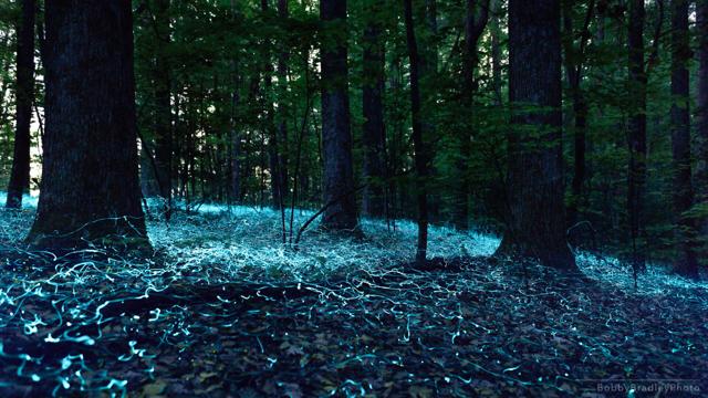 Blue ghost fireflies electrify the dusk | Outdoors | themountaineer.com