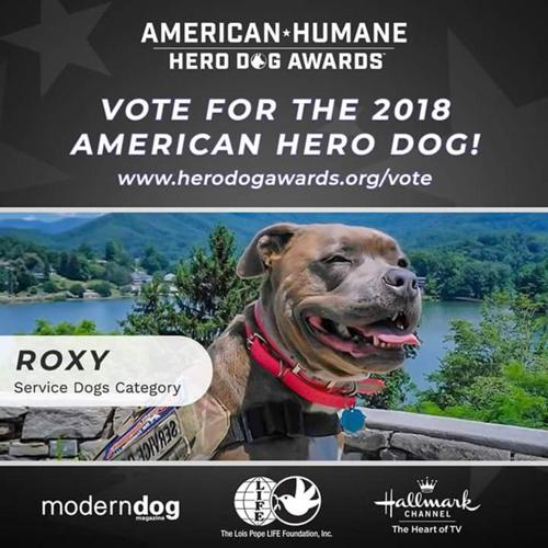 Haywood’s Roxy vies for national ‘Top Dog’ honor | News ...