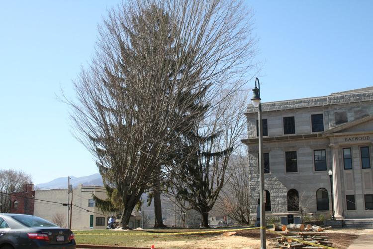 Courthouse trees still coming down | News | themountaineer.com