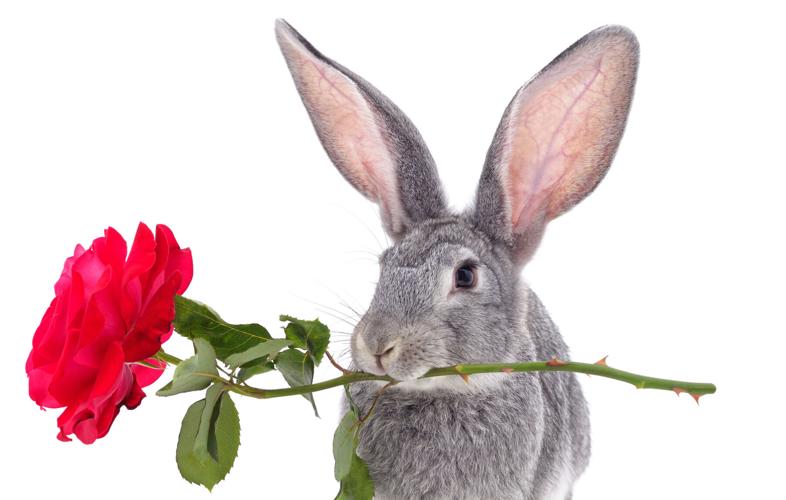What to do for Valentine's in Haywood | Arts Entertainment ...