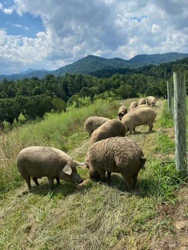 Choose your own adventure on the WNC Farm Tour | Outdoors ...