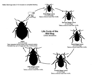 bed bug infestation timeline