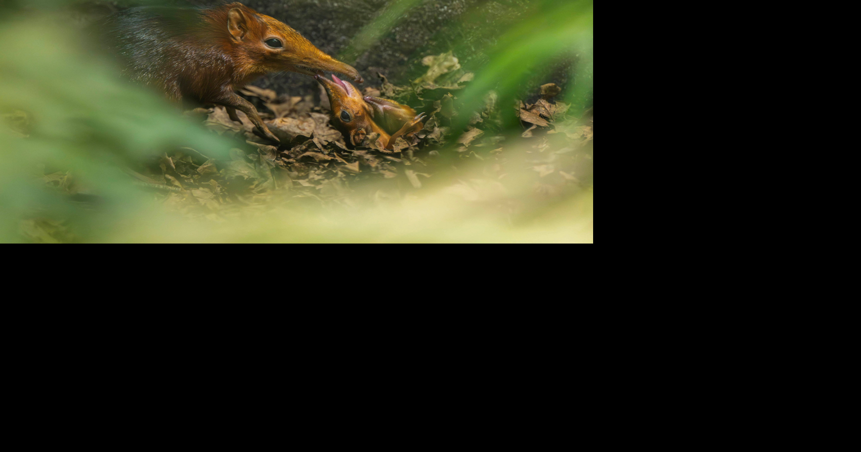 Zoo welcomes first-ever elephant shrew babies | National ...