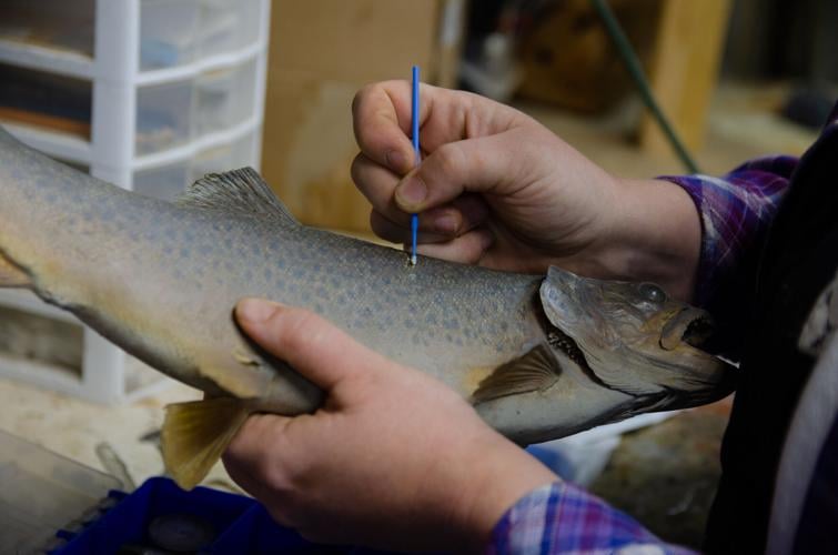 Bringing a trophy to life: taxidermists blend art and science | Life ...