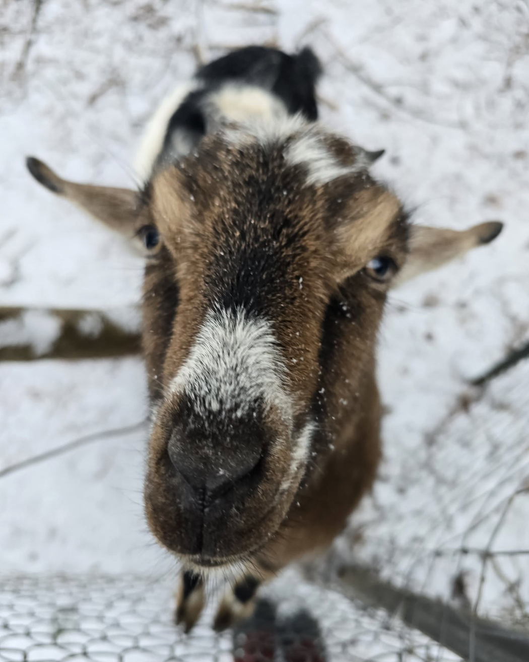 POLL: How much snow will we get in Haywood County? | | themountaineer.com