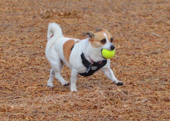 Not just for the dogs: Dog park comeback restores social connection for ...